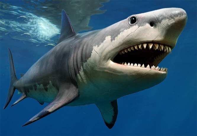 絶滅した巨大ザメ「メガロドン」は体温を保つことのできる「温血動物」だった可能性 - デイリーニュースオンライン