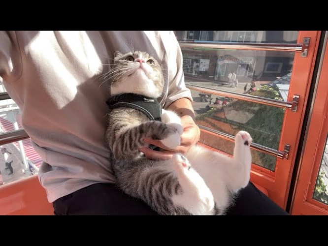 人気猫YouTuberもちまる、猫を観覧車に乗せ炎上「再生回数のためにここまで…」批判集まる(1ページ目) - デイリーニュースオンライン