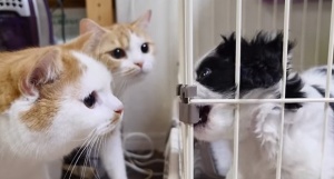 いぬのきもち。たくさんの猫たちが初めて見る子犬を超ガン見。(1ページ目) - デイリーニュースオンライン